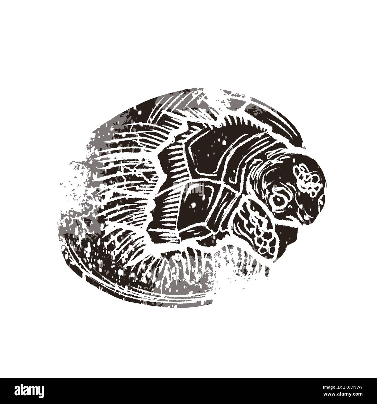 Baby sea turtle hatch shell Cut Out Stock Images & Pictures - Alamy