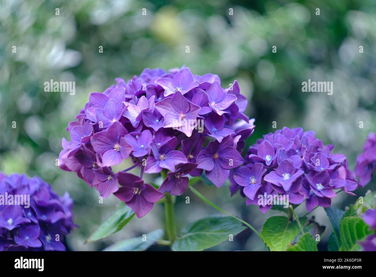 A closeup shot of French hydrangea in a garden Stock Photo - Alamy