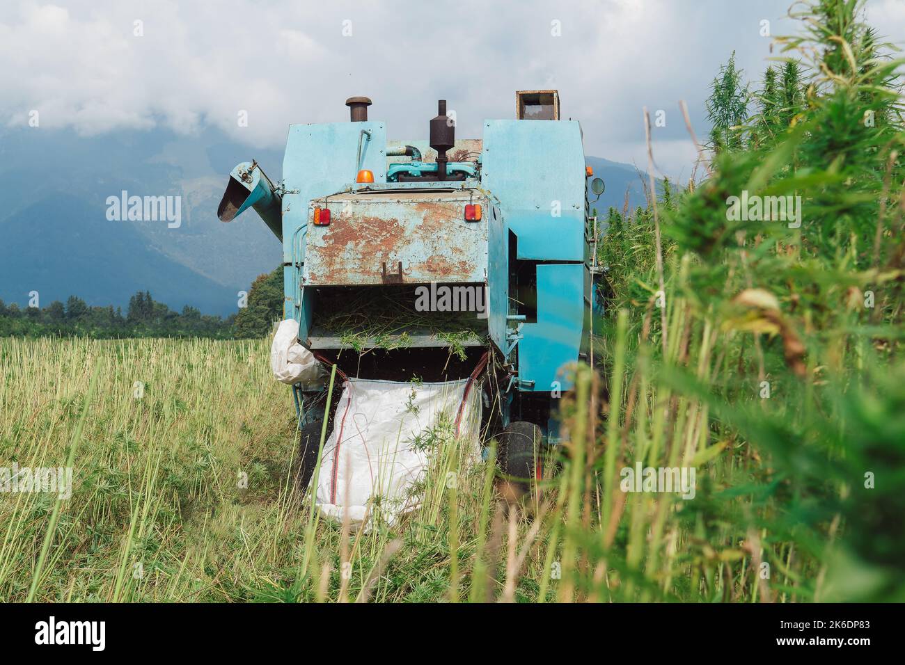 Hemp combine harvester on the farm field collecting cannabis CBD plants ...