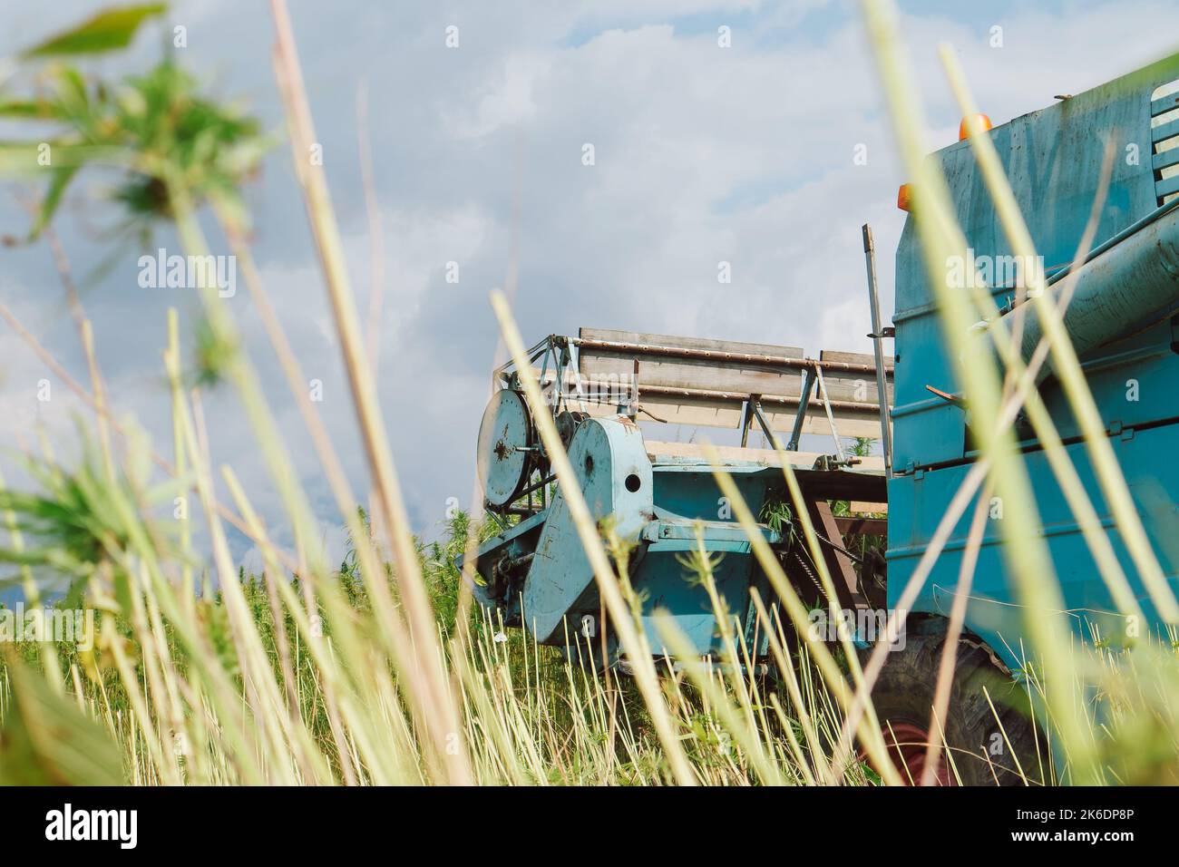 Combine harvester taking off the rich harvest on the industrial hemp ...