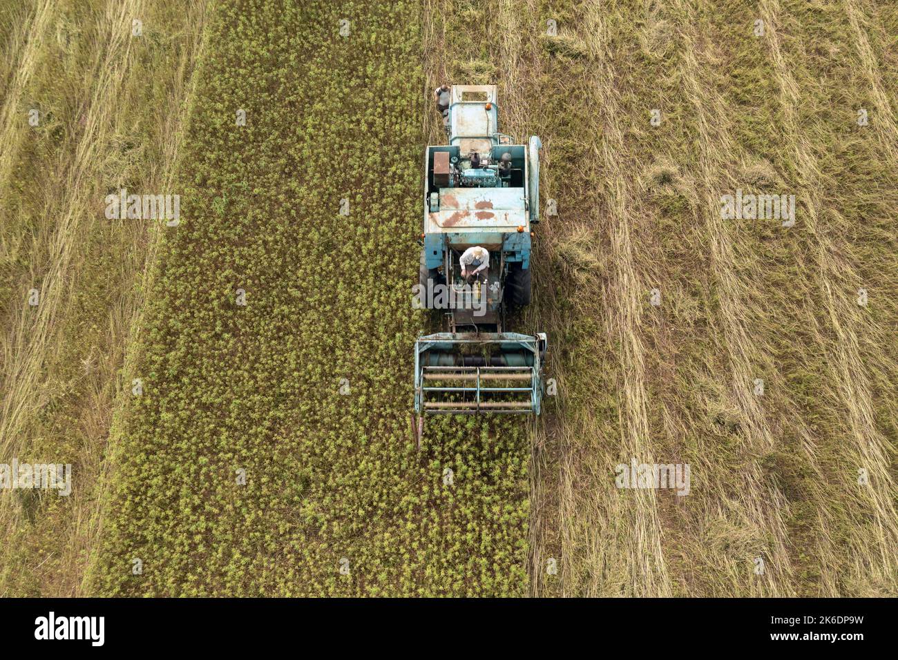 Hemp combine harvester on the farm field collecting cannabis CBD plants ...