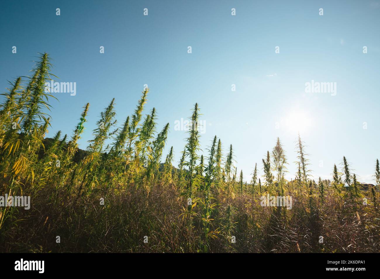 Industrial hemp plants, hemp crop on the plantation during sunset with ...
