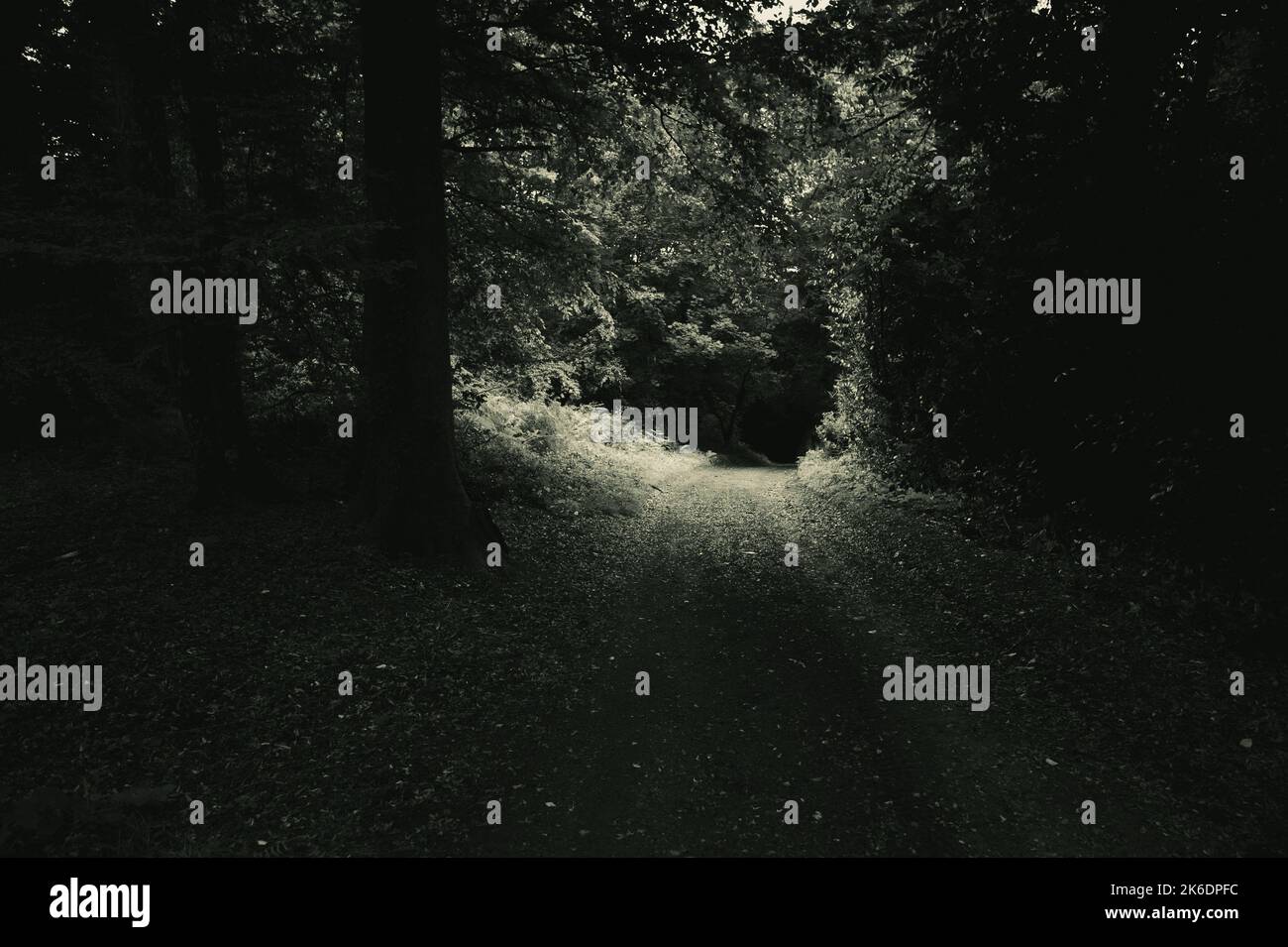 Tunnel through trees hi-res stock photography and images - Alamy