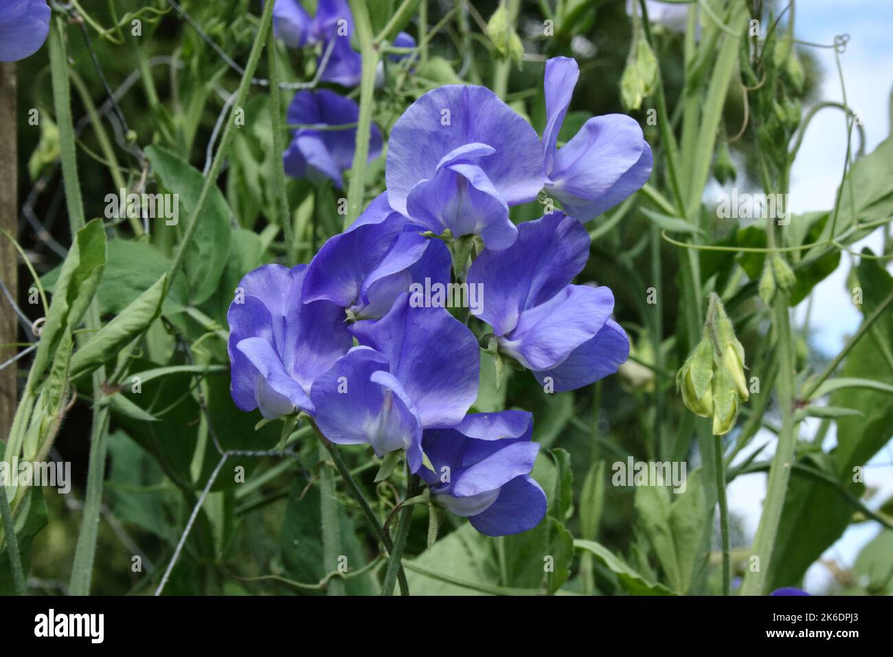 Lathyrus odoratus blue hi-res stock photography and images - Alamy