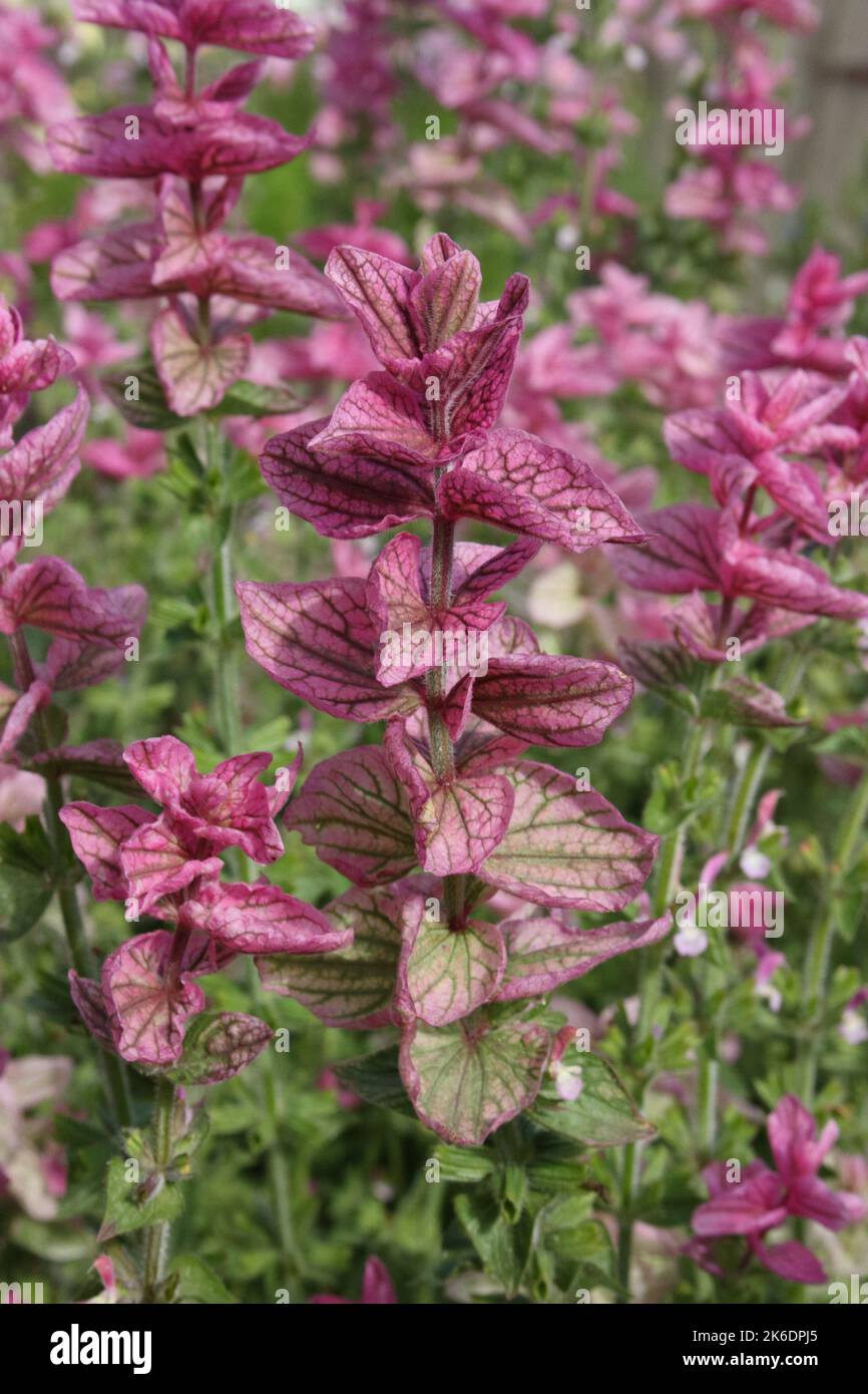 Annual Clary (Salvia viridis 'Pink Sundae') in garden Stock Photo - Alamy
