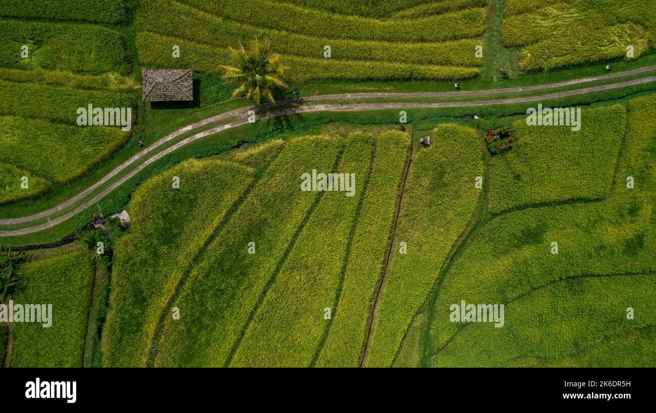 Awesome aerial view of rice terraces in the summer. Abstract geometric ...