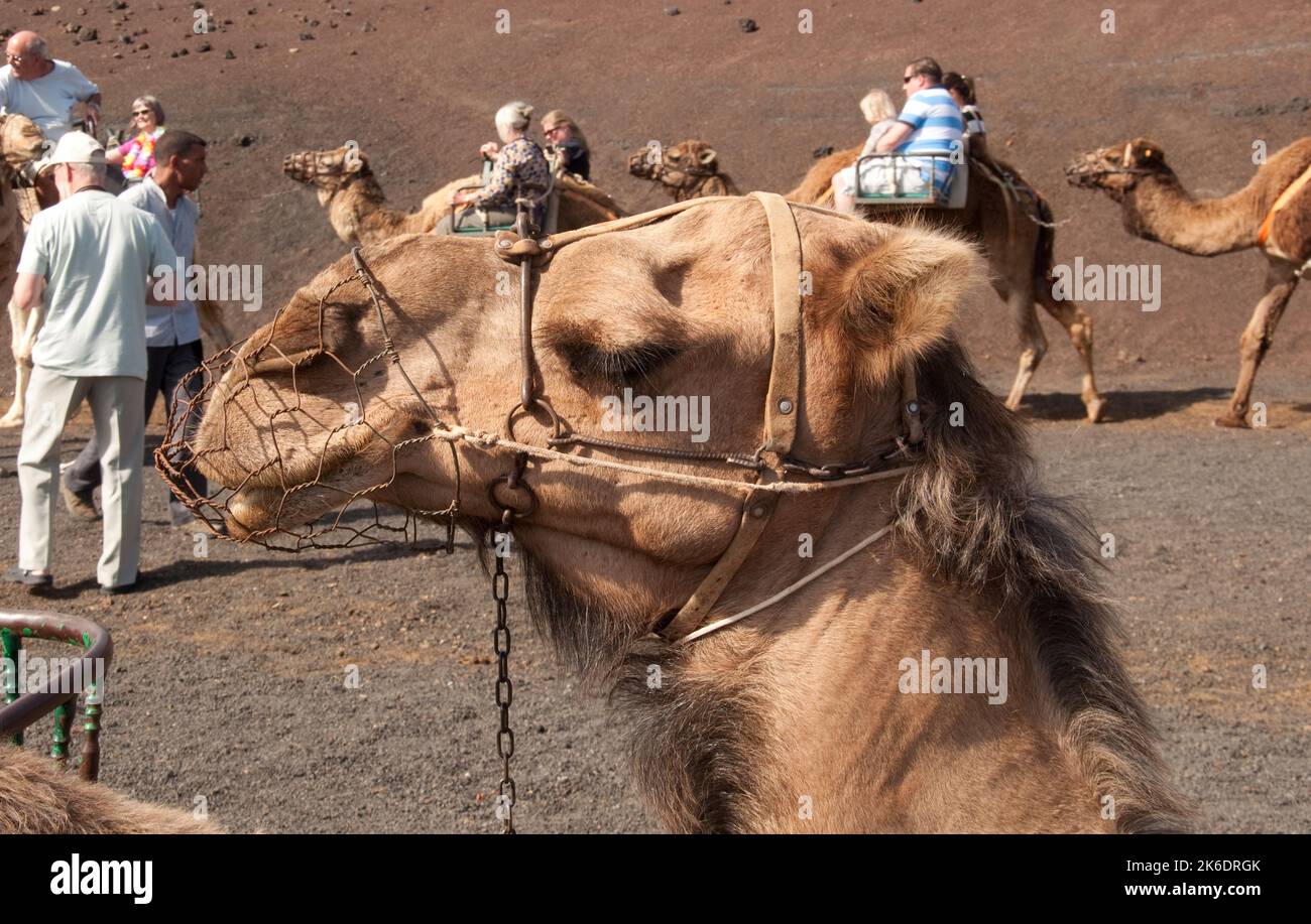 Camel rides, Timanfaya National Park, Lanzarote, Canary Islands ...