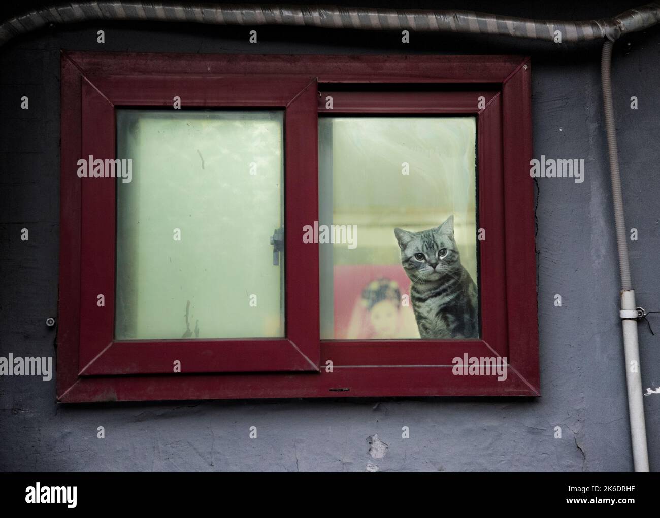 An adorable curious American Shorthair cat peeking behind the red ...