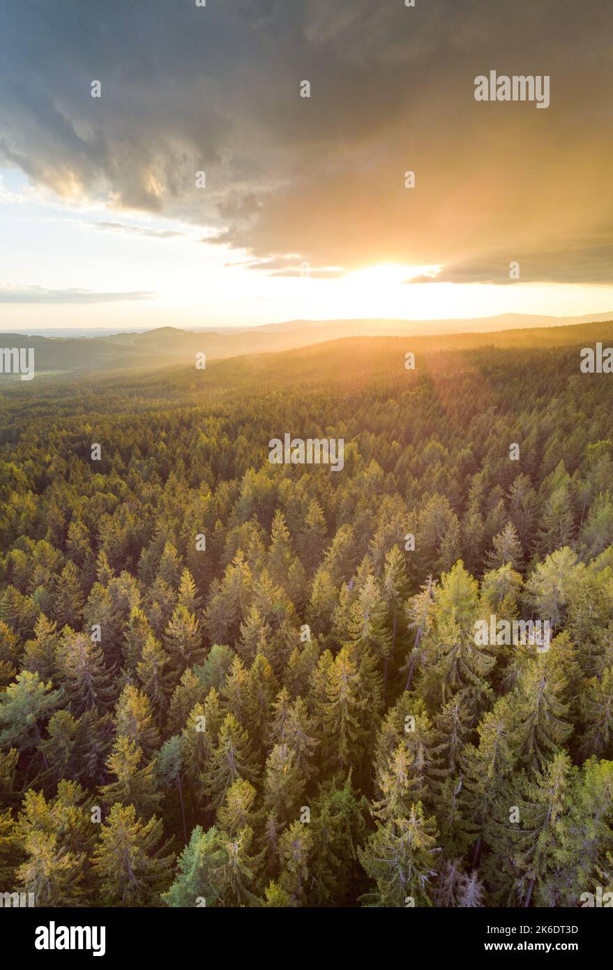 A vertical sunset view over vast forests, sun rays flooding around ...