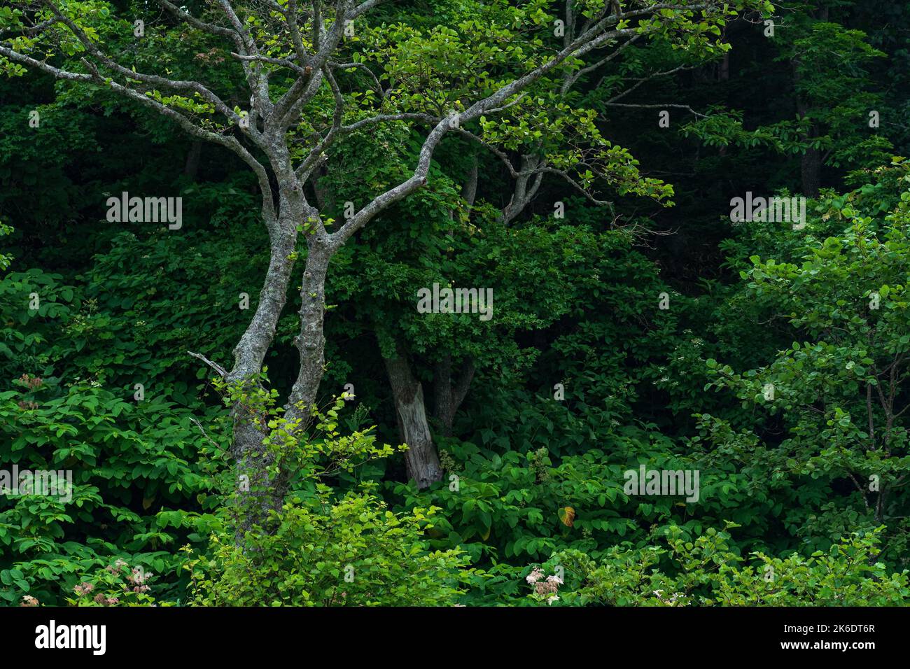 Semi deciduous forest hi-res stock photography and images - Alamy