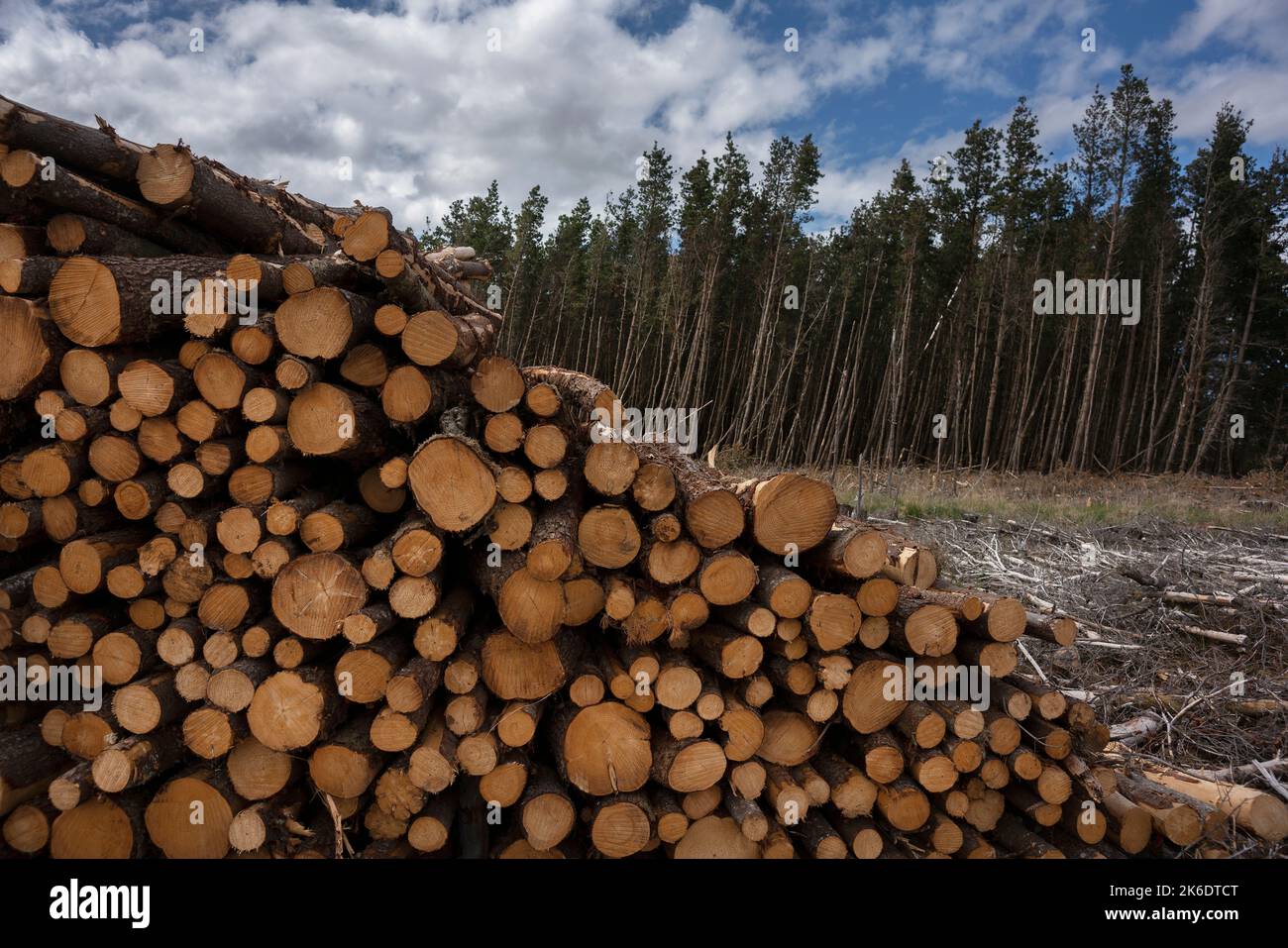 Replanting forest hi-res stock photography and images - Alamy