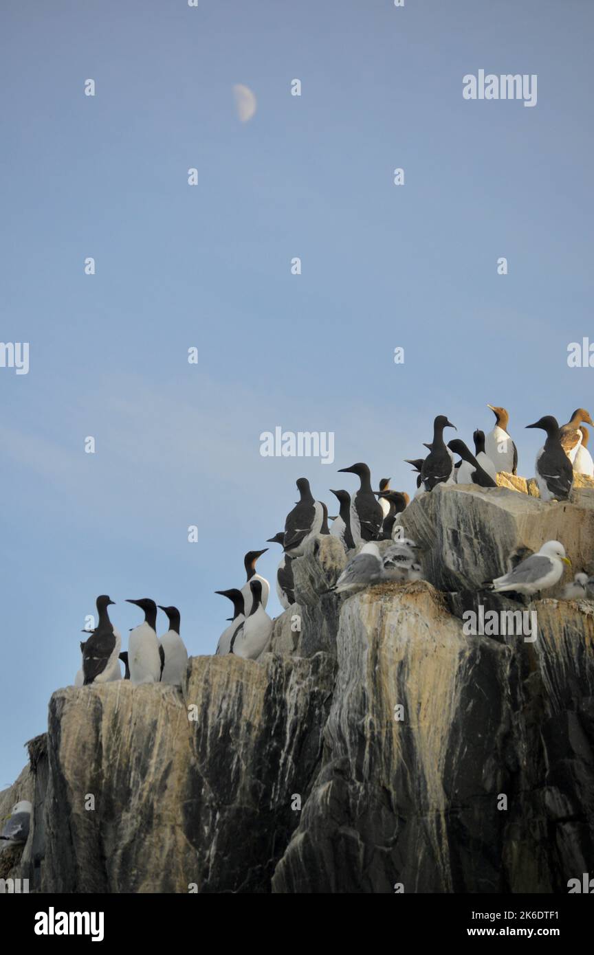 Farne Islands seabird colony in the evening Stock Photo - Alamy