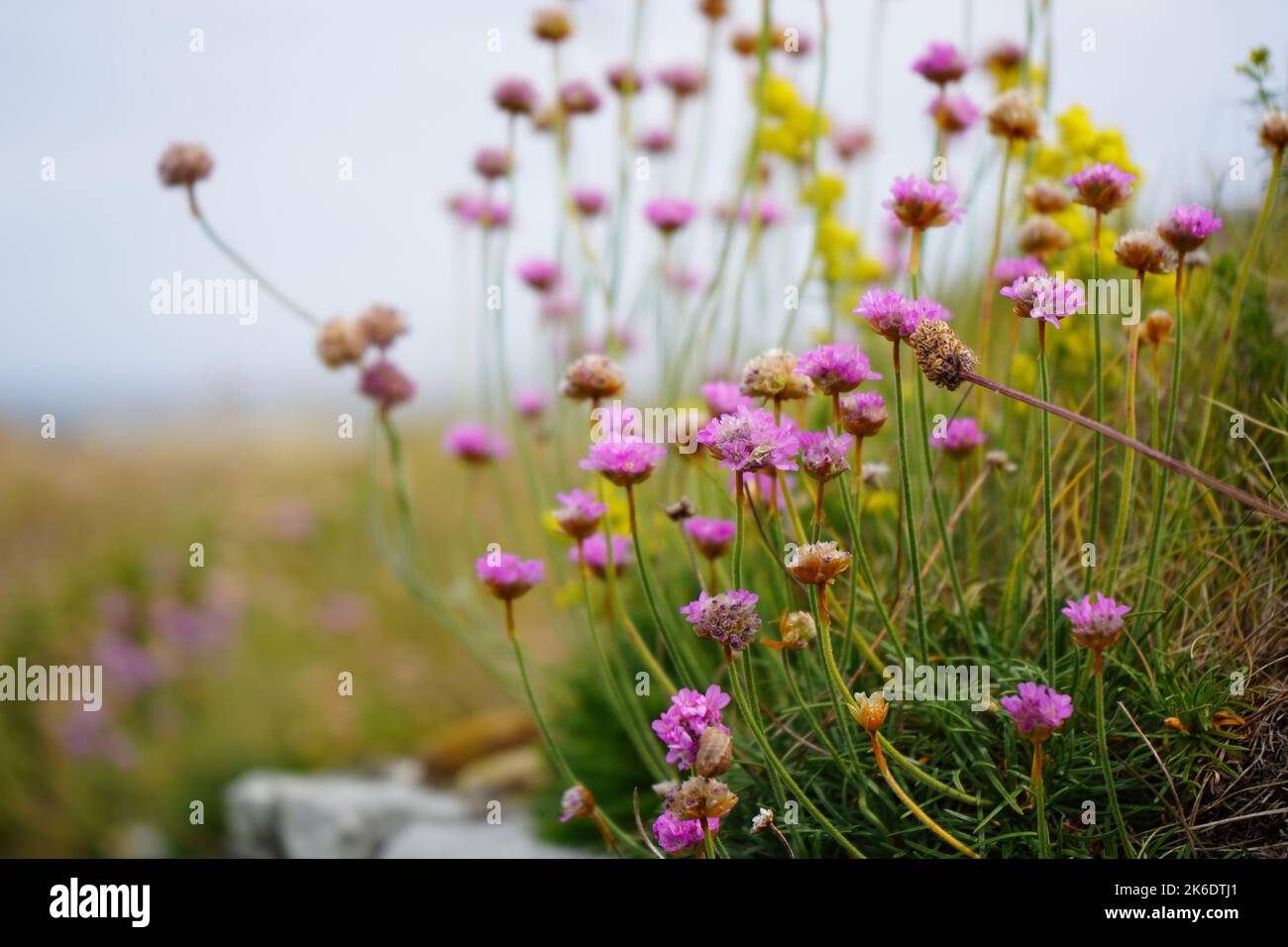 Sea thrift growing on wall Stock Photo - Alamy