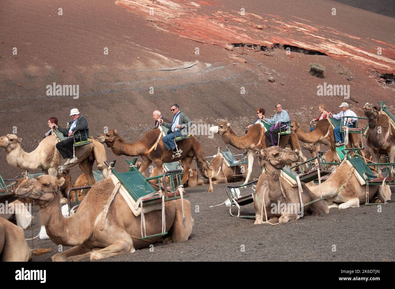 Camels and camel rides among the volcanoes, Timanfaya National Park ...