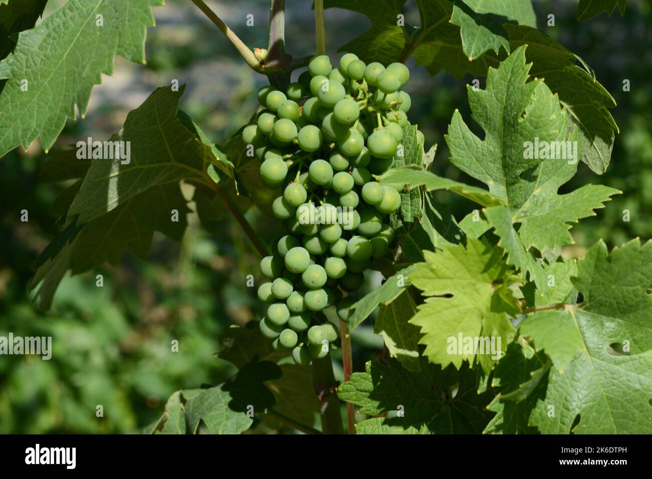 green unripe grapes in a vineyard Stock Photo - Alamy
