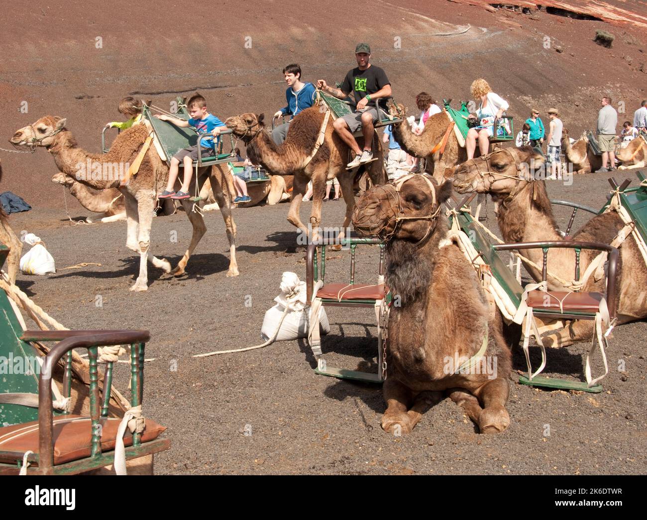 Camel rides among the volcanoes, Timanfaya National Park, Lanzarote ...