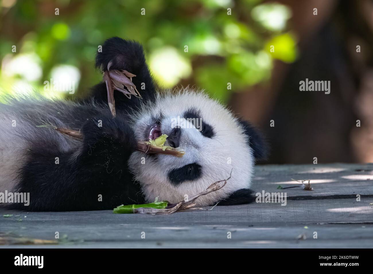 A giant panda, a cute baby panda eating bamboo, funny animal Stock ...