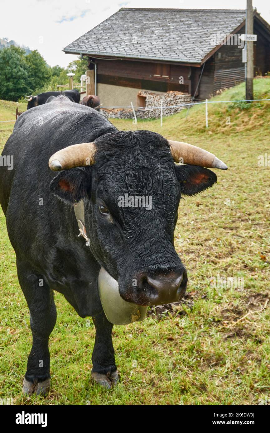 A black cow (Bos taurus) in a green field with a barn in the background ...