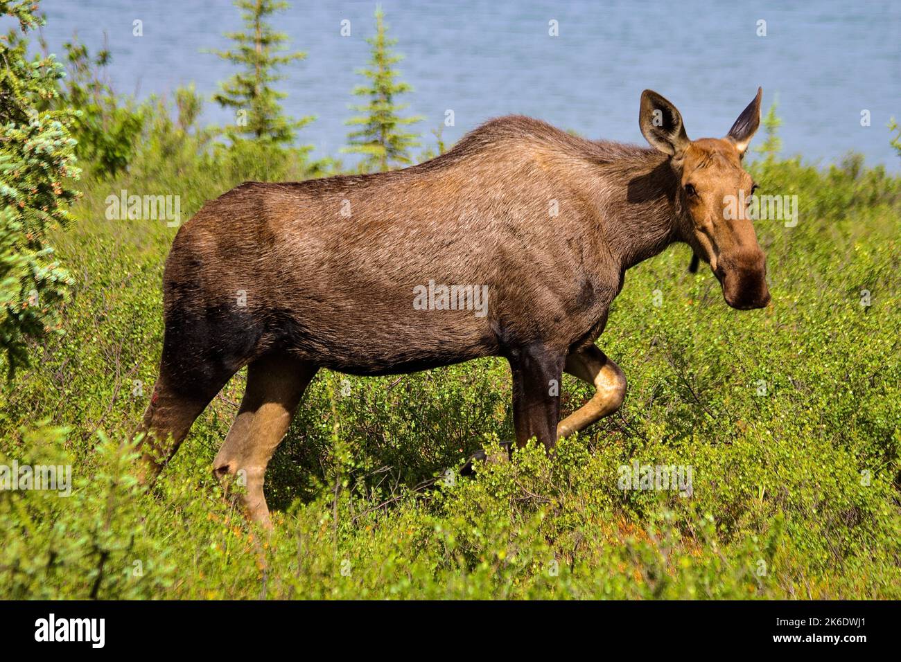 Female Moose, Denali National Park, Alaska Stock Photo - Alamy
