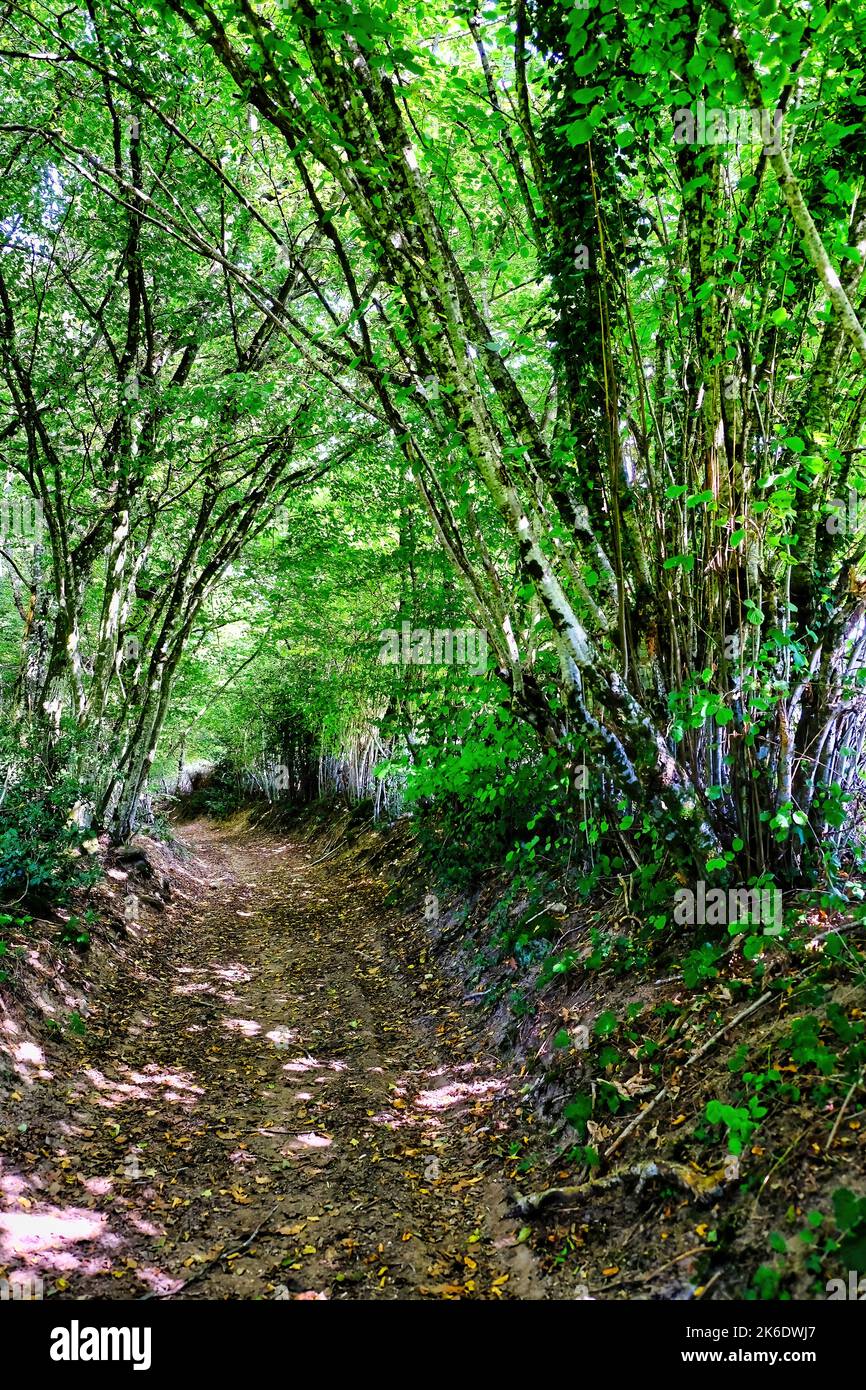 A sunken lane through a green forest in the Morvan, Burgundy, France ...