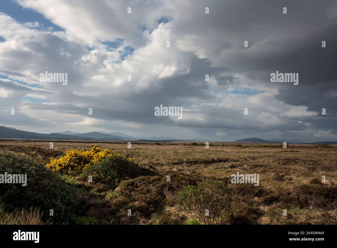 Blooming yellow gorse at the vast peatlands of county Mayo in Ireland ...
