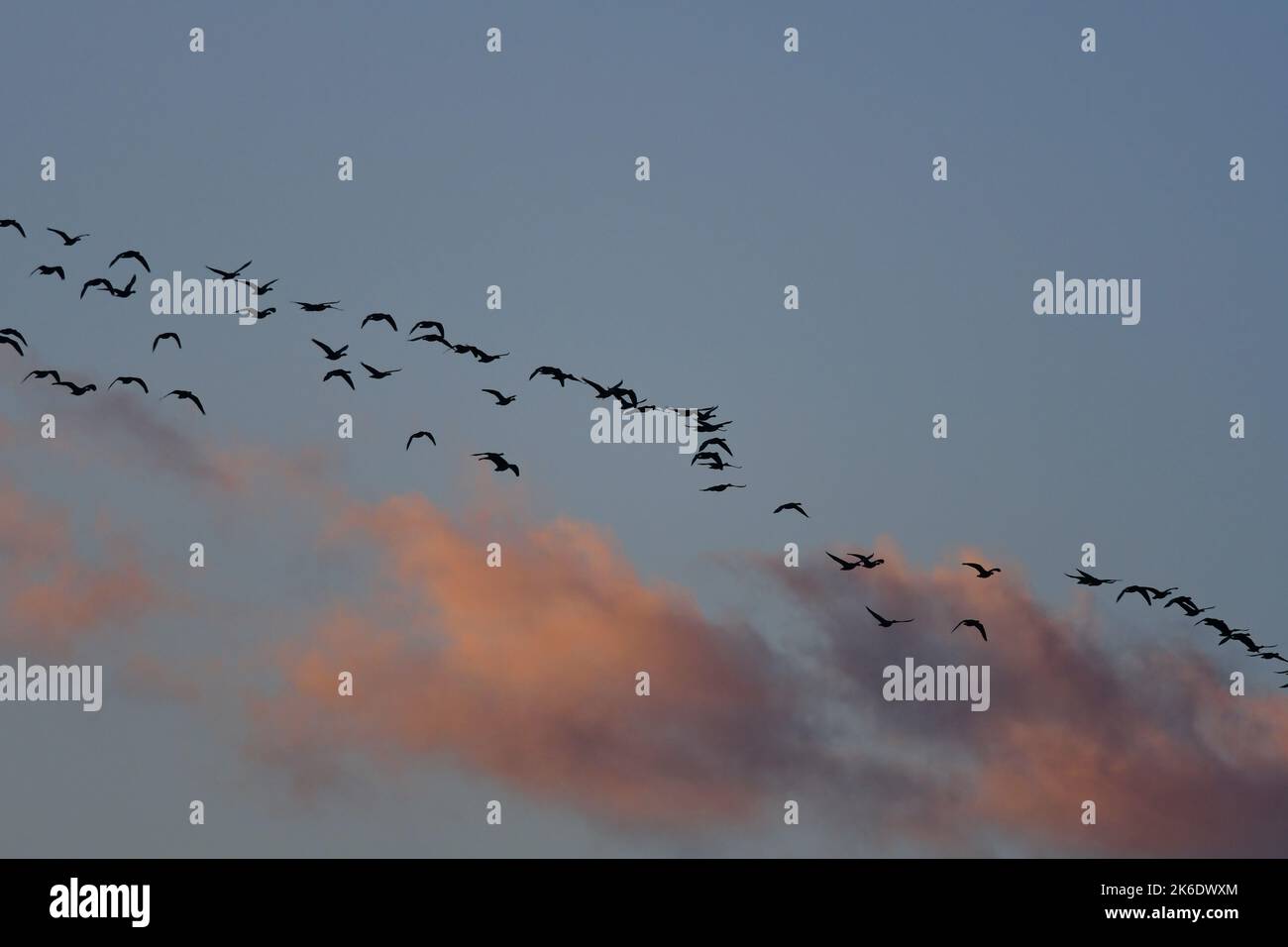 Pink-footed goose Anser brachyrhynchus Stock Photo - Alamy