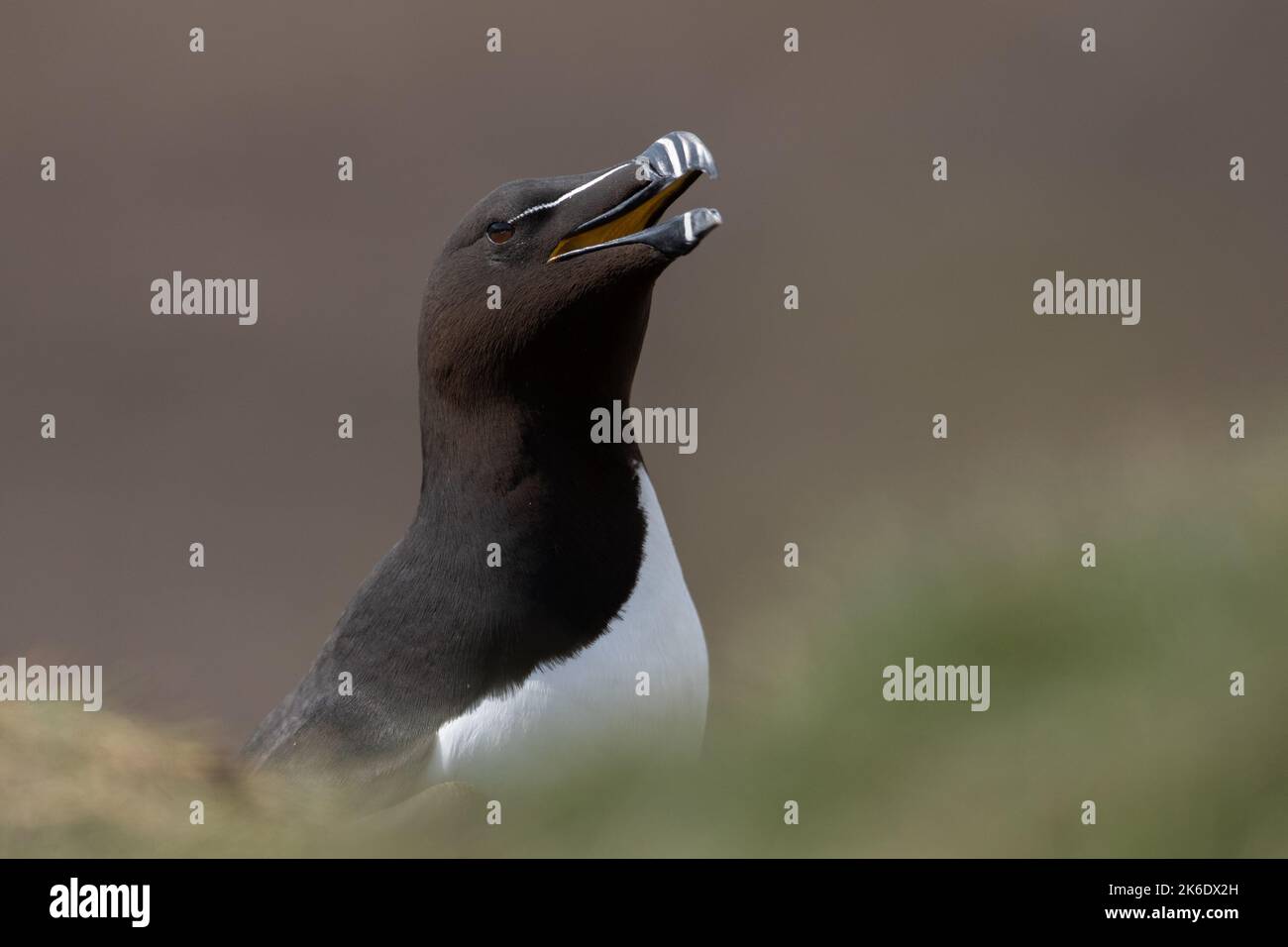 Razorbill, Lunga, Treshnish Isles, Scotland Stock Photo - Alamy