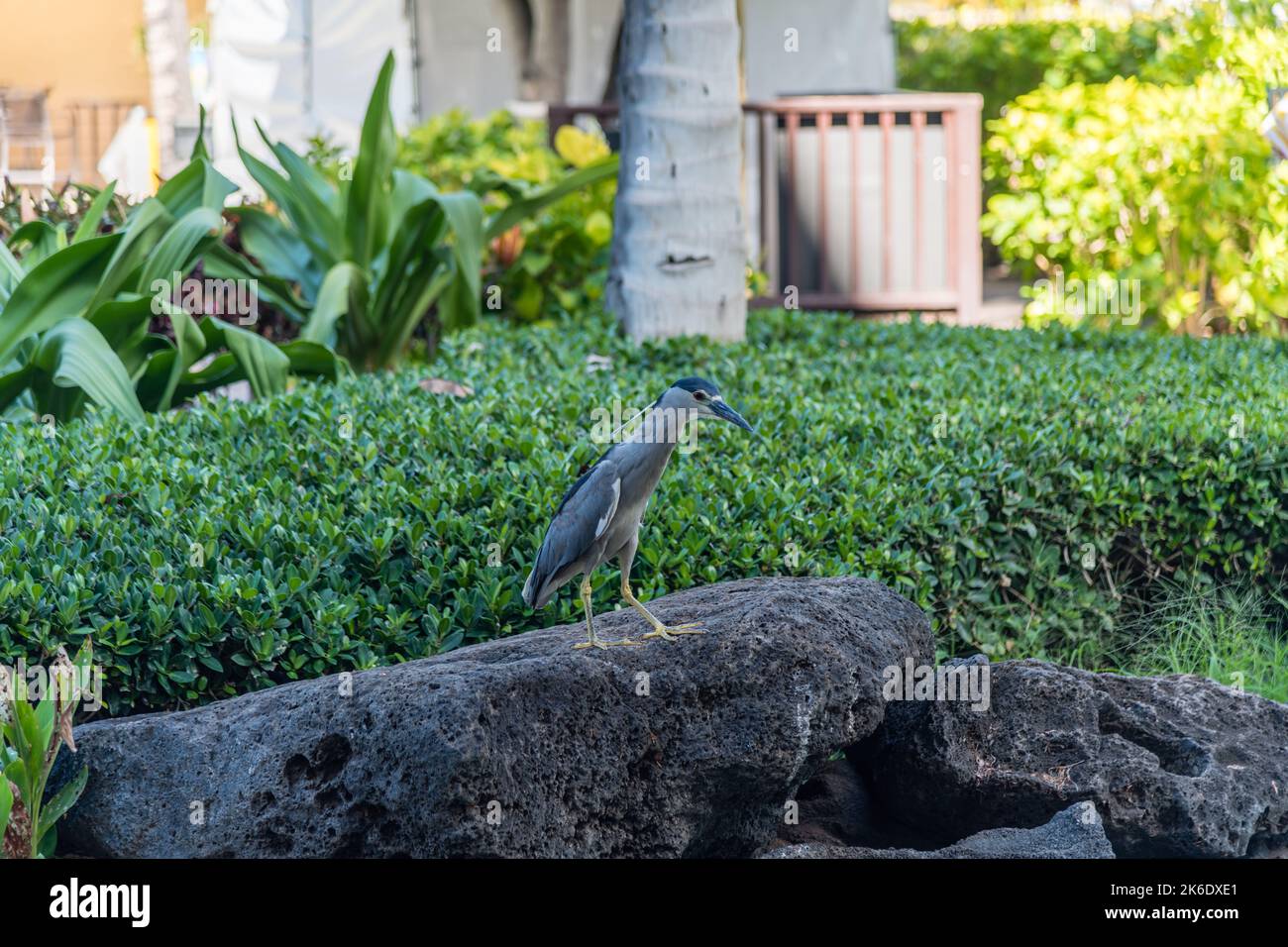 Black-crowned night heron on Oahu, Hawaii Stock Photo - Alamy
