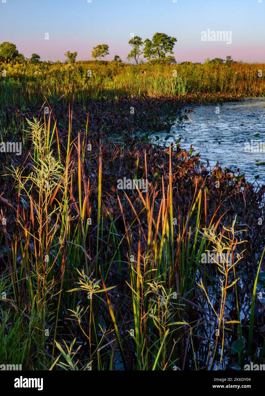 The sun rises over Crooked Slough at Springbrook Forest Preserve in ...