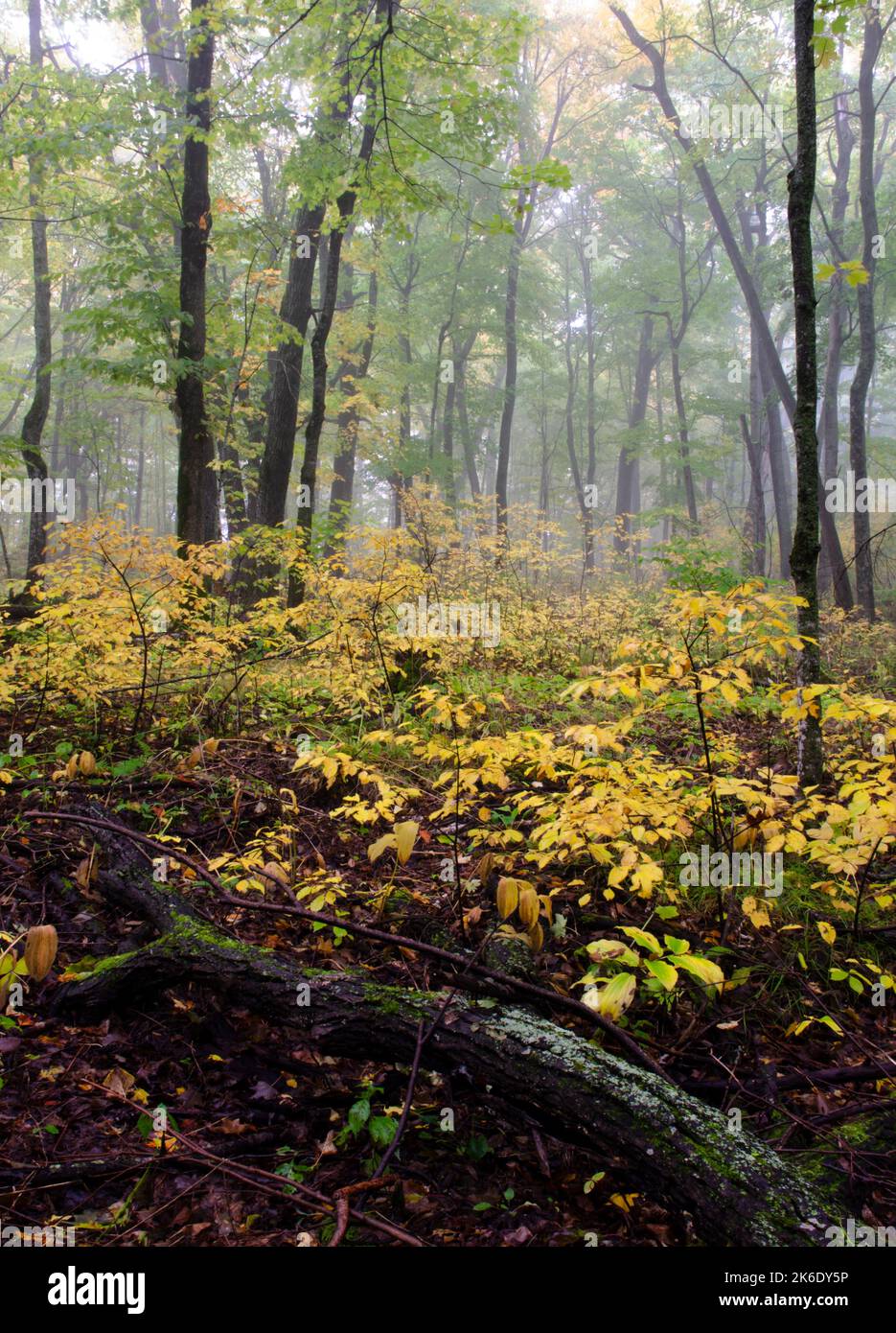Autumn color is hinted at in a foggy forest at Door Bluff County Park ...