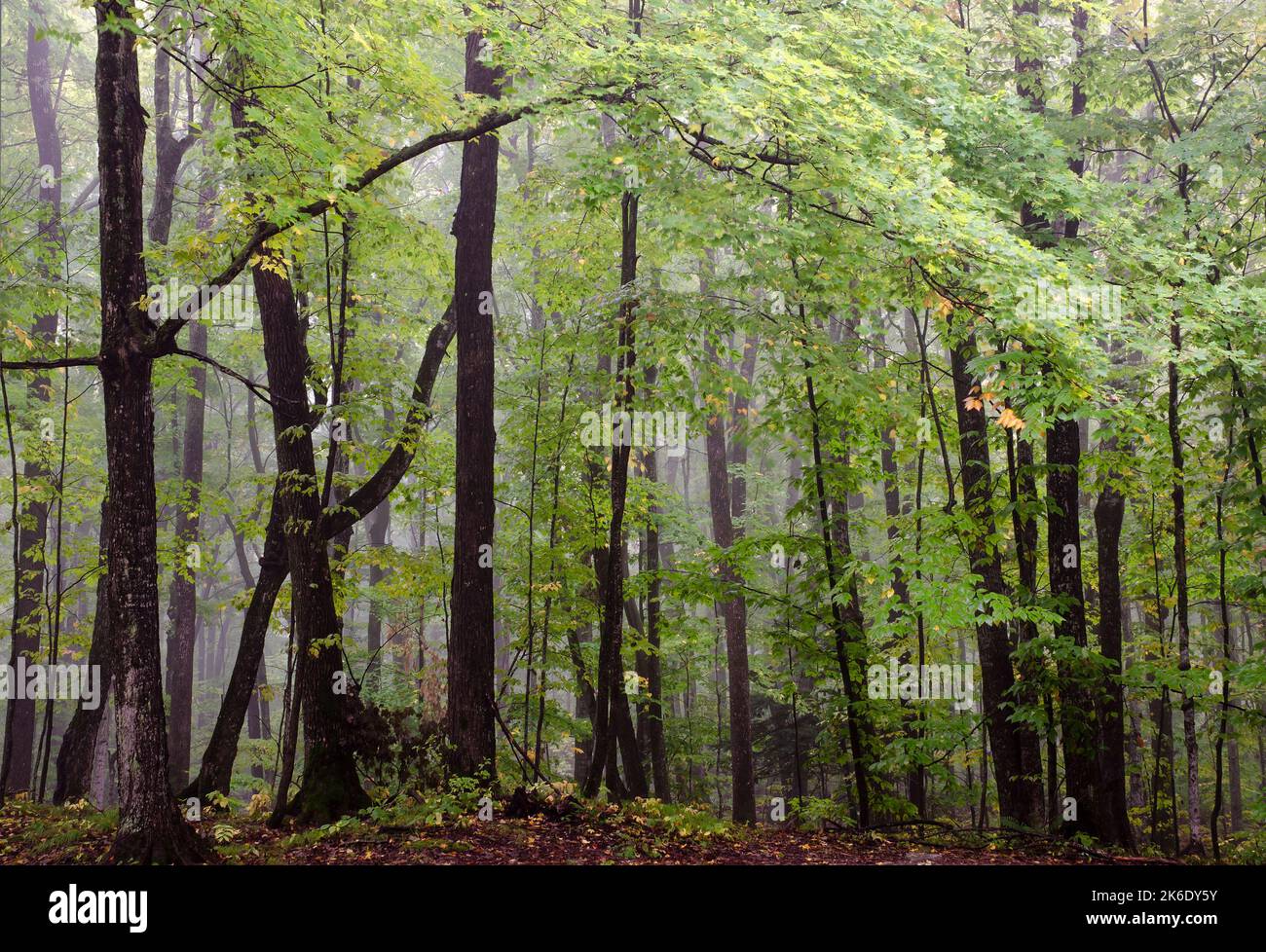 The forest at Door Bluff County Park is saturated in fog on an early ...