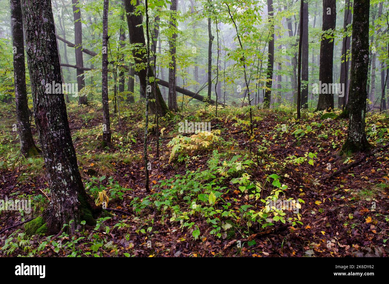 Fog settles into the forest at Foor Bluff County Park, Door County ...