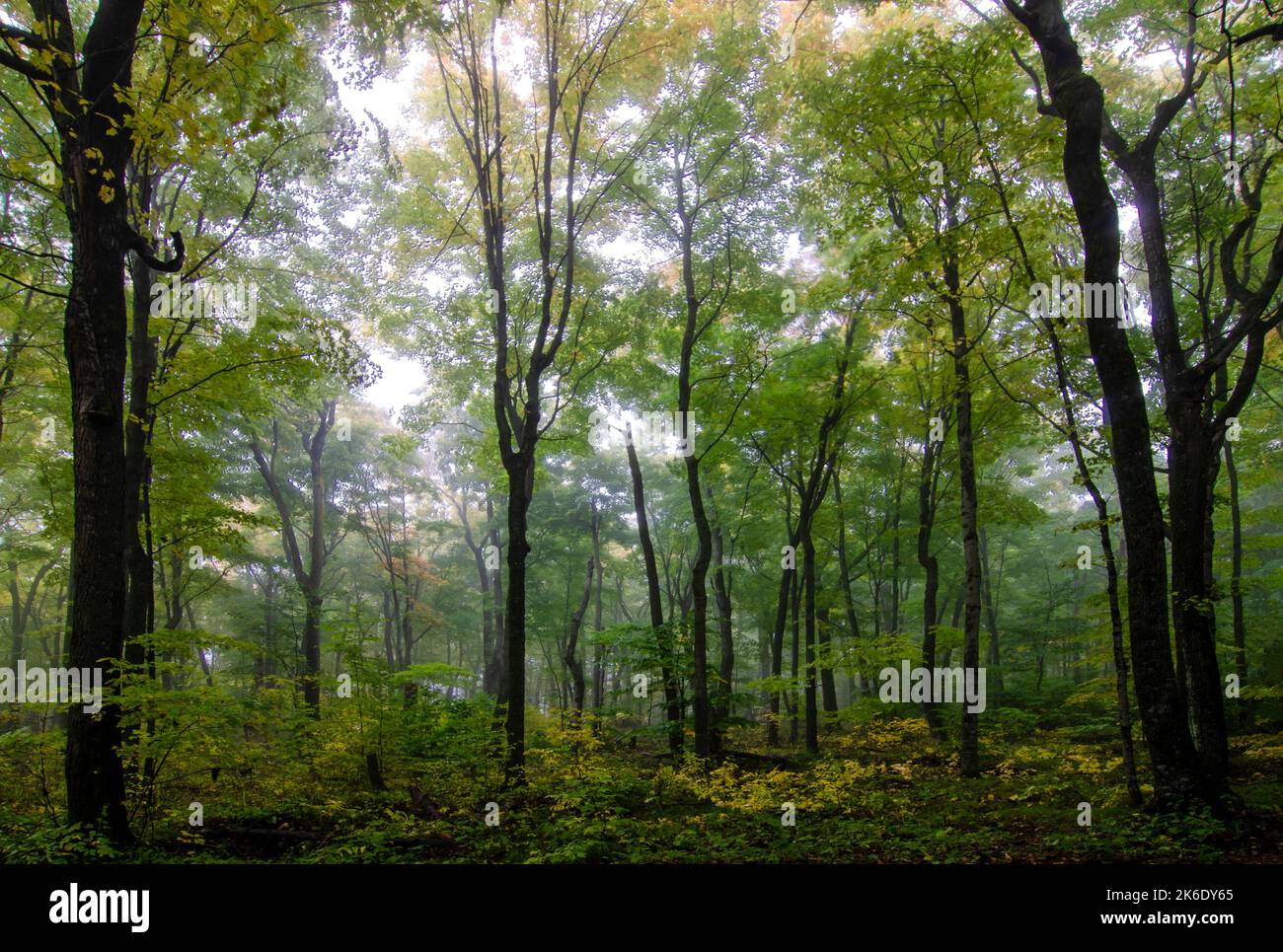 Holes in fog hi-res stock photography and images - Alamy