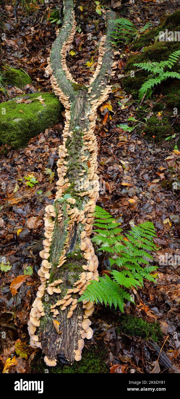 Shelf Fungi lines the edge of a log on the forest floor at Door Bluff ...