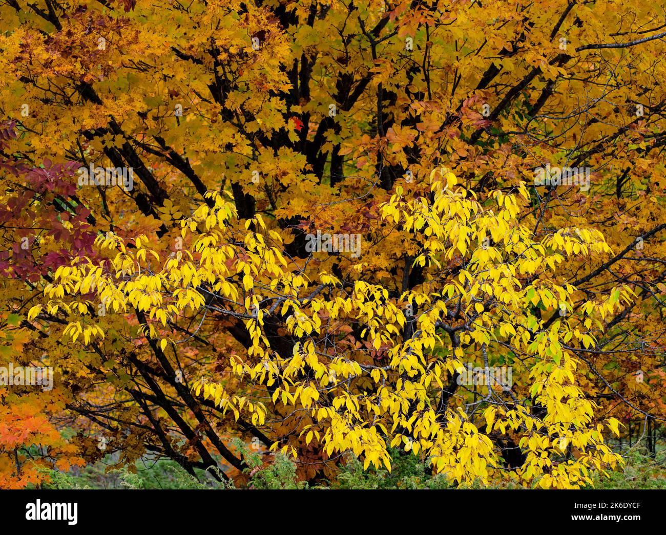 Yellow leaves contrast with orange maple leaves behind in a field in ...