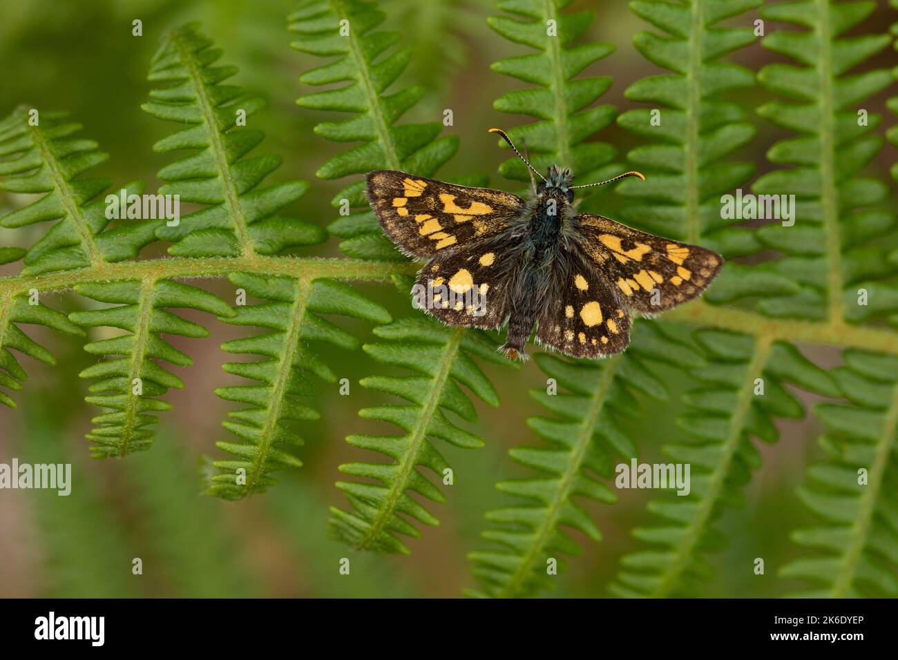 Chequered Skipper, Glasdrum wood, Scotland Stock Photo - Alamy