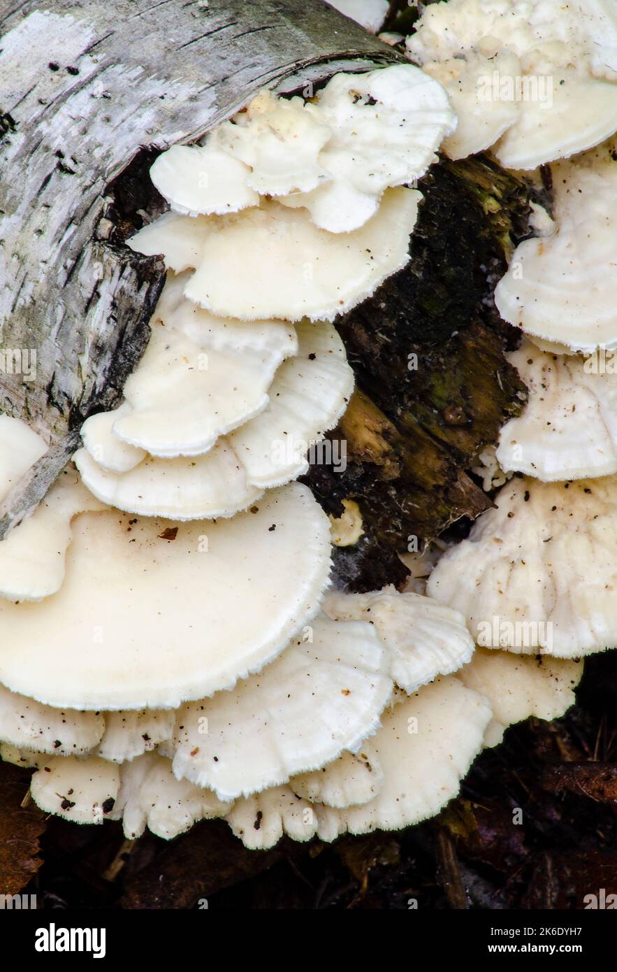 Shelf fungi grows on a decaying birsh log at Mink River Nature ...