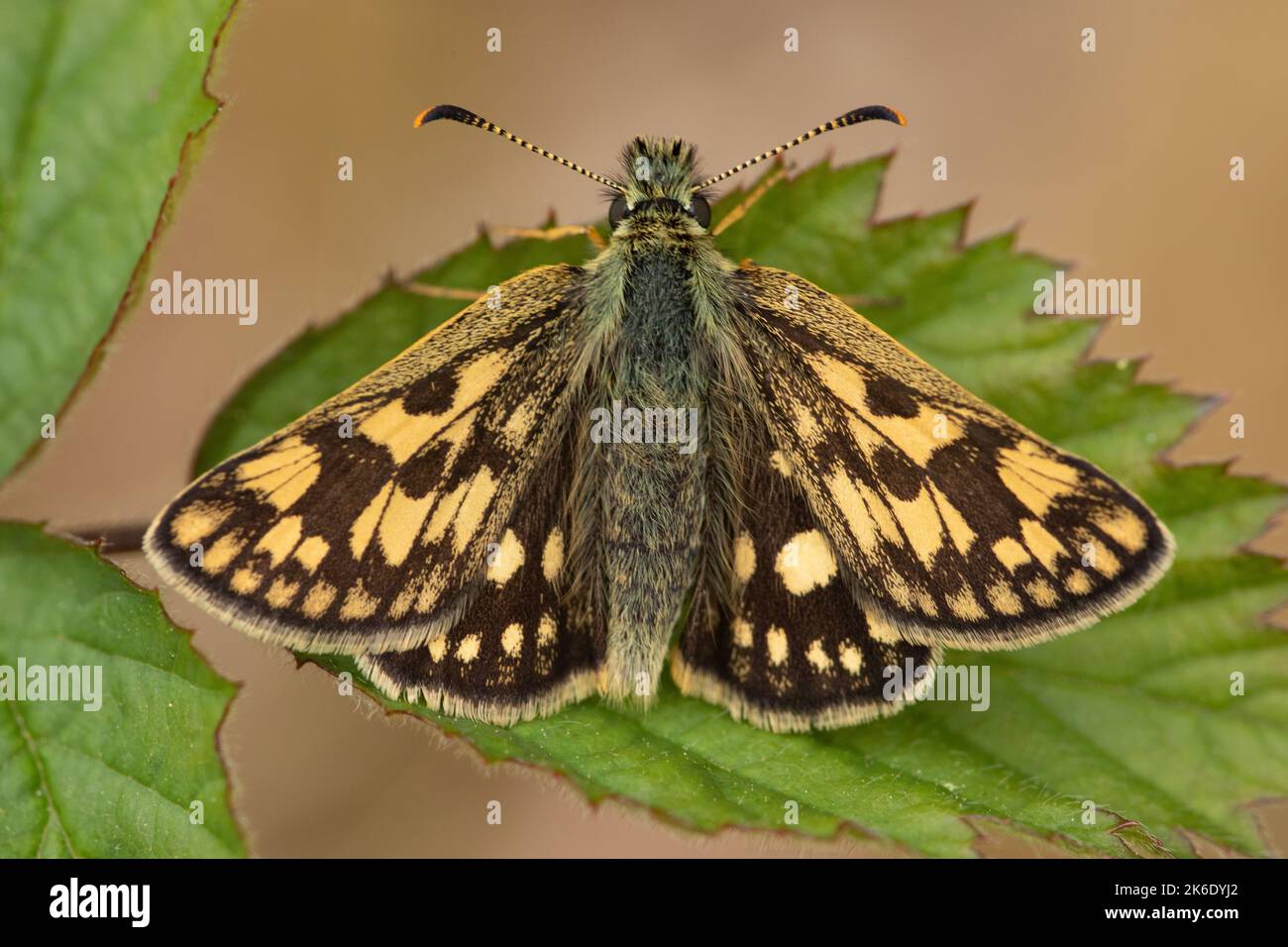 Chequered Skipper, Glasdrum wood, Scotland Stock Photo - Alamy