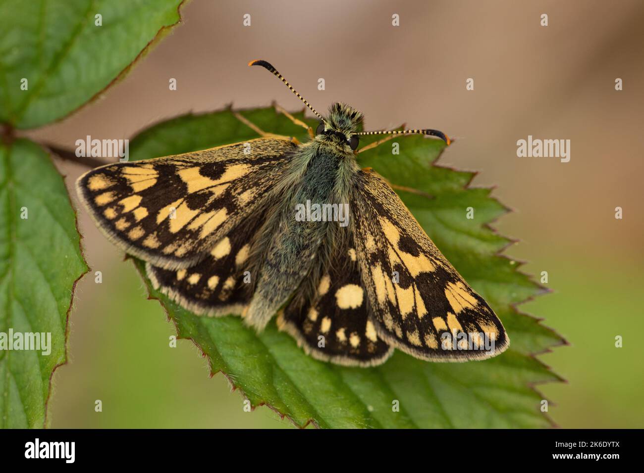 Chequered Skipper, Glasdrum wood, Scotland Stock Photo - Alamy
