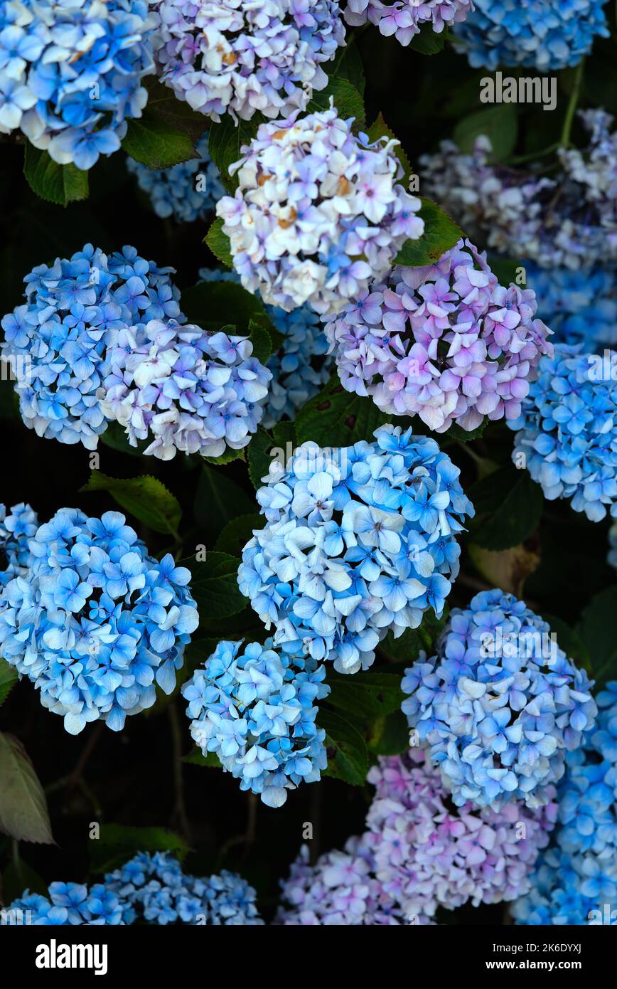 grove of blue Hydrangea flowers (Hydrangea Stock Photo - Alamy