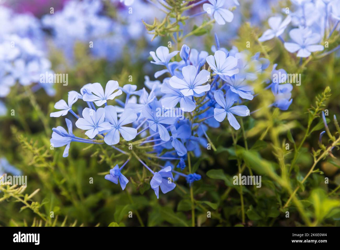 Plumbago auriculata Lam. , widely known as Plumbago Capensis. flowering ...