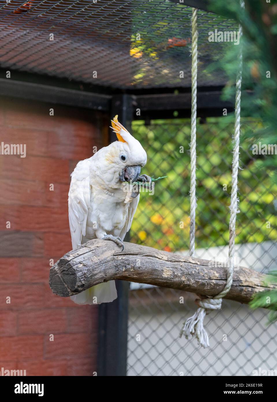 Sulphur-crested Cockatoo (Cacatua galerita) in an aviary Stock Photo ...
