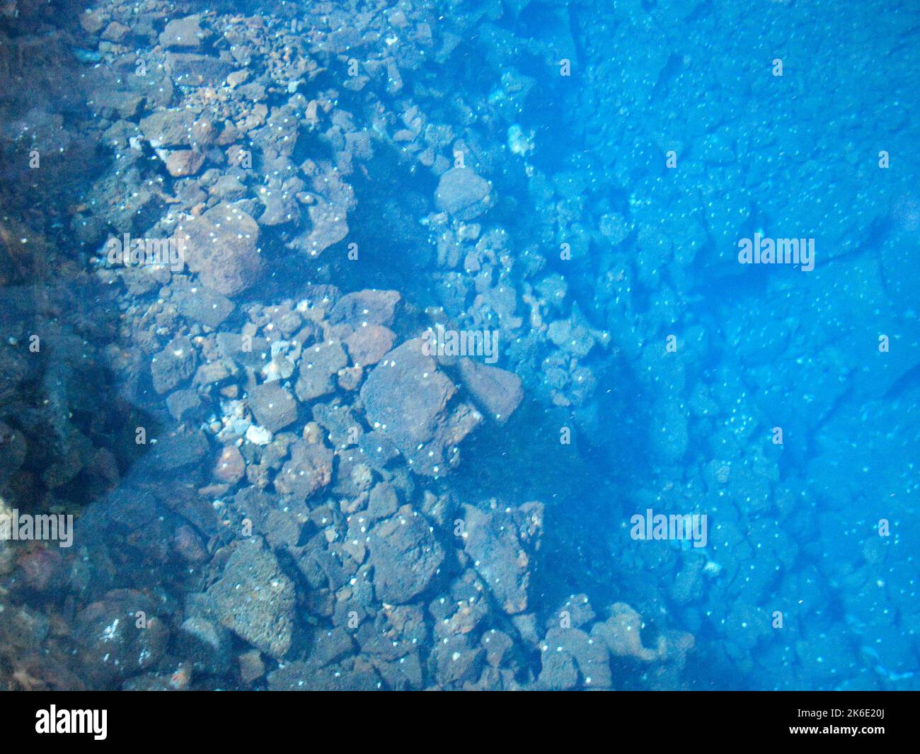 Blind white crabs hi-res stock photography and images - Alamy
