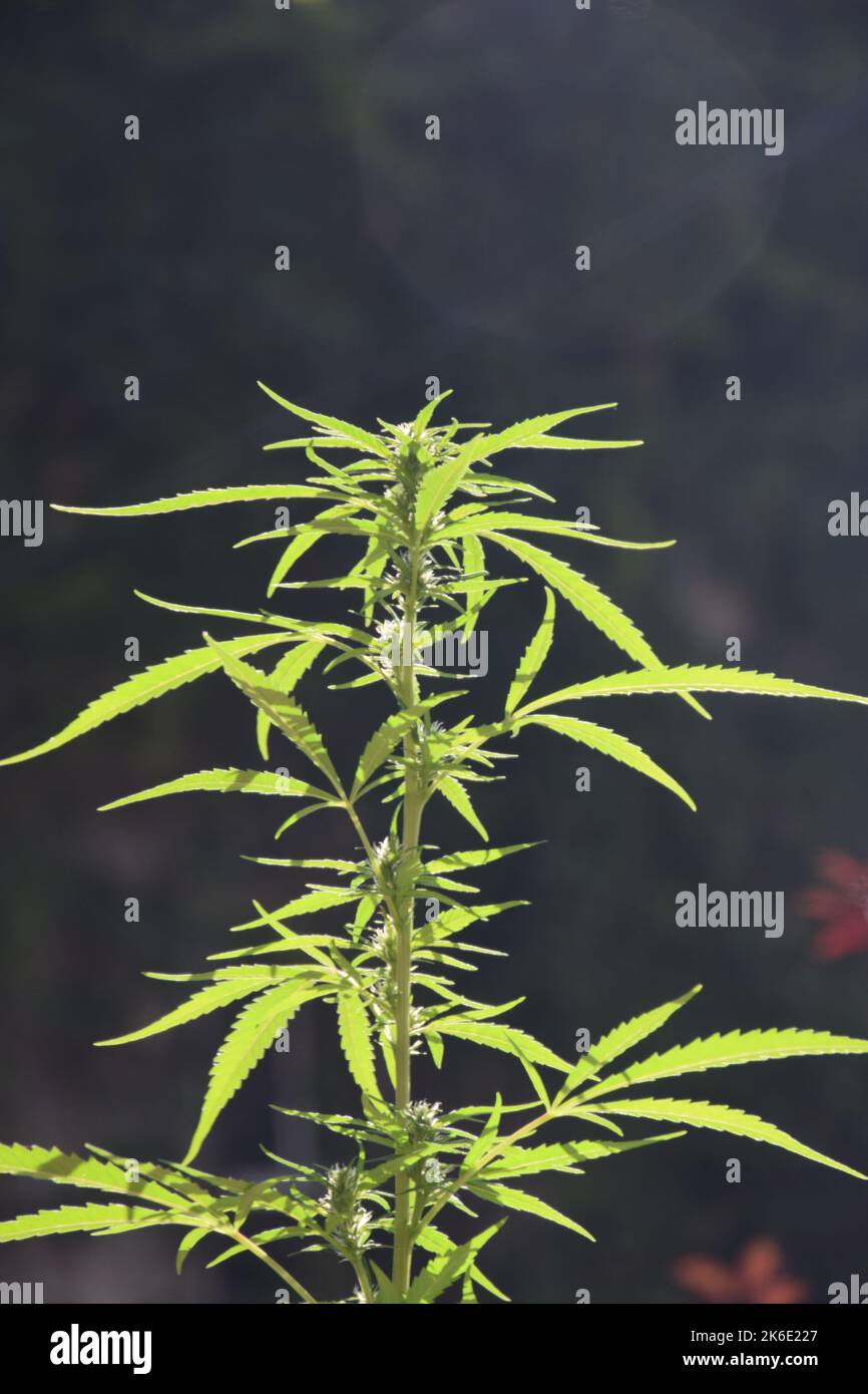 Cannabis leave hi-res stock photography and images - Alamy