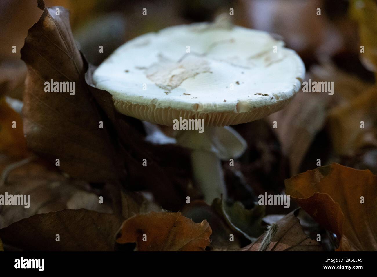 Deutschland. 12th Oct, 2022. Yellow TUBE LEAF MUSHROOM in the forest ...