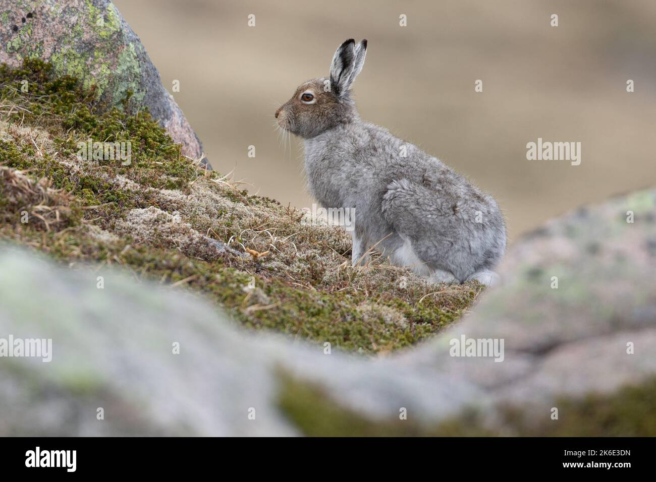 mountain hare in the Scottish highlands Stock Photo - Alamy