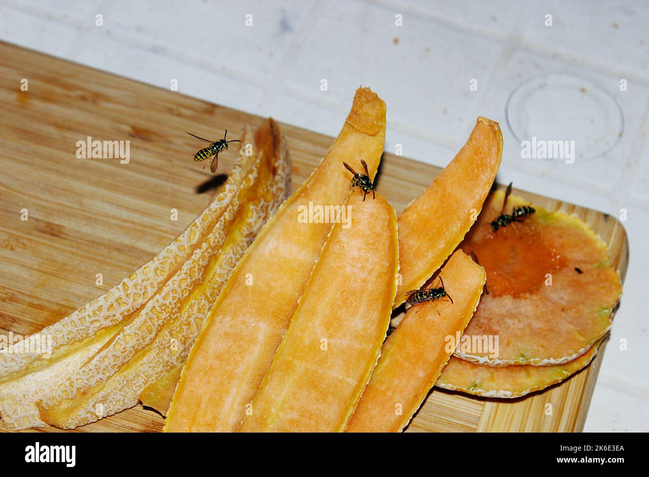 Wasps eating honey mellon Stock Photo - Alamy
