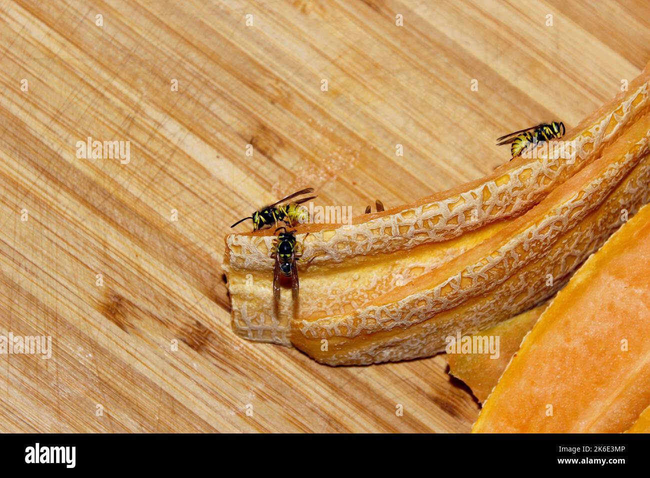 Wasps eating honey mellon Stock Photo - Alamy
