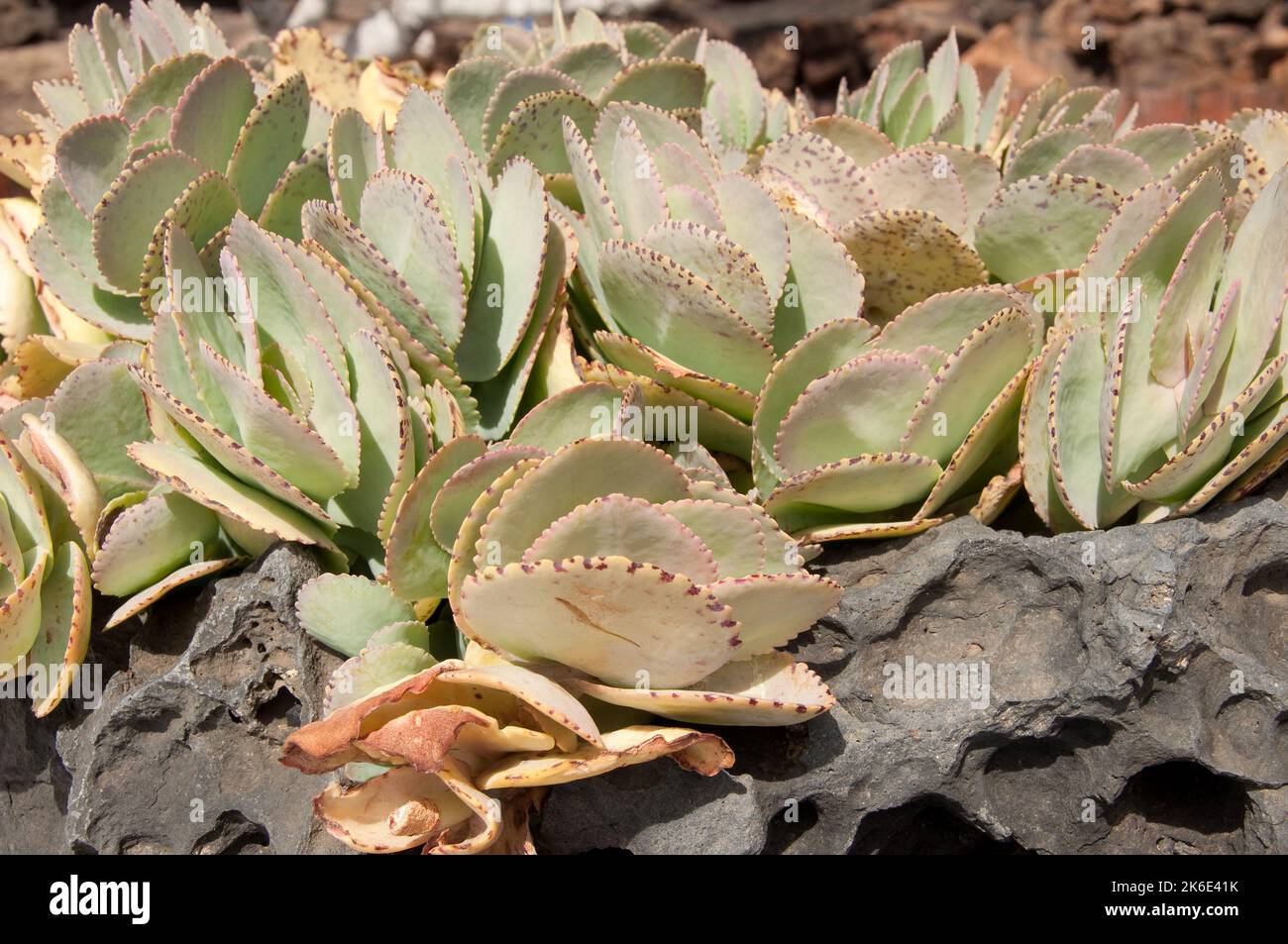 Echeveria, succulents growing in collapsed lava tube/tunnel, Jameos del ...
