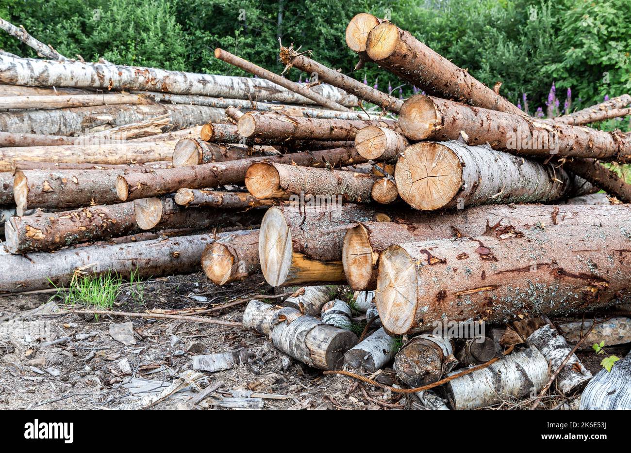 Pile of timber logs in a sawmill for further processing in summer Stock ...